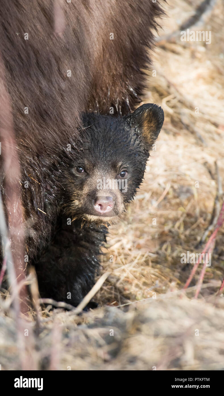 Black bear cub in the wilderness Stock Photo - Alamy