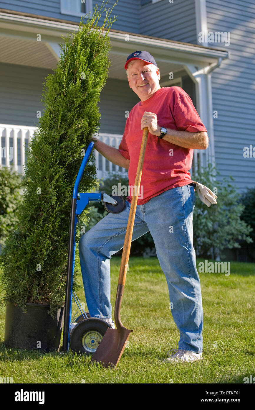 Mature man planting a tree in his yard, USA Stock Photo - Alamy