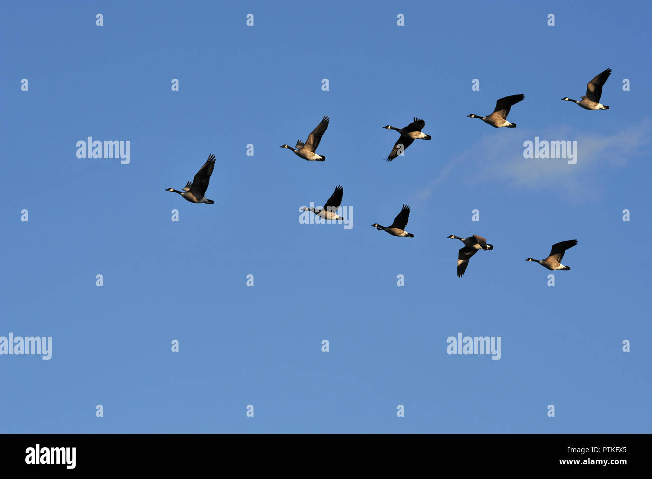 Geese Flying In Formation