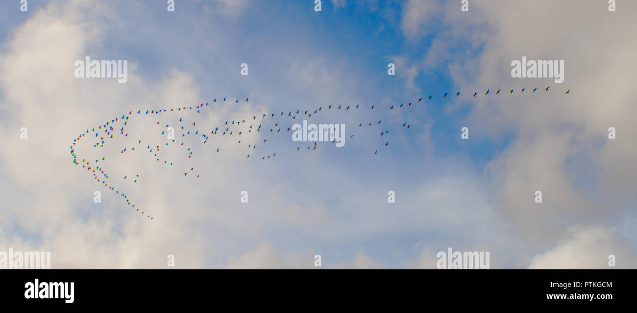 Many birds flying from north to south and back every year. Group of ...
