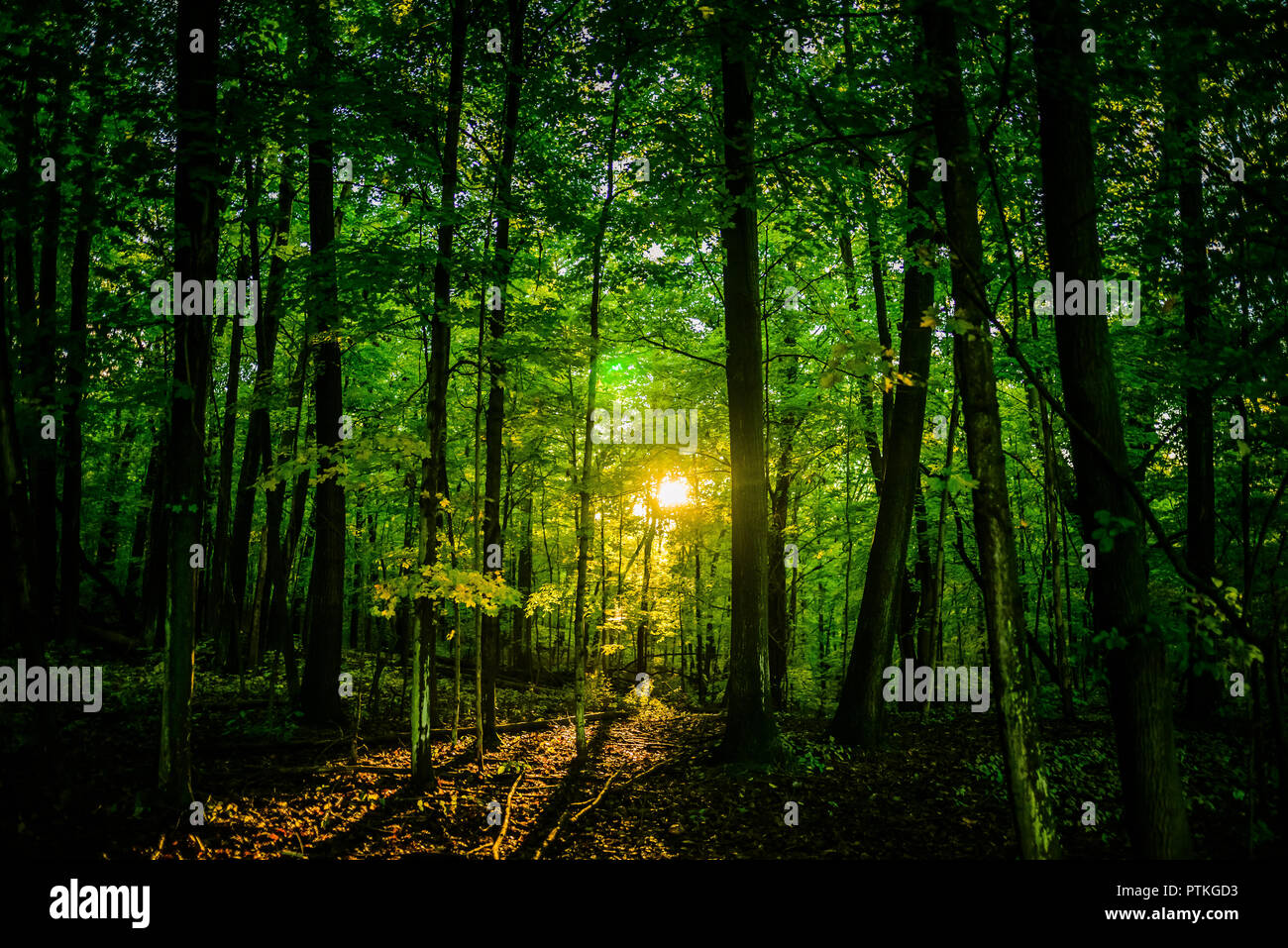 Trees Woods Stormy Sky High Resolution Stock Photography and Images - Alamy