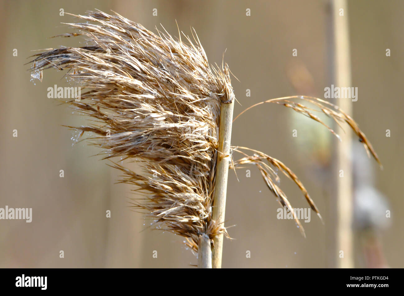 Fluffy hay isolated from blurred background Stock Photo - Alamy