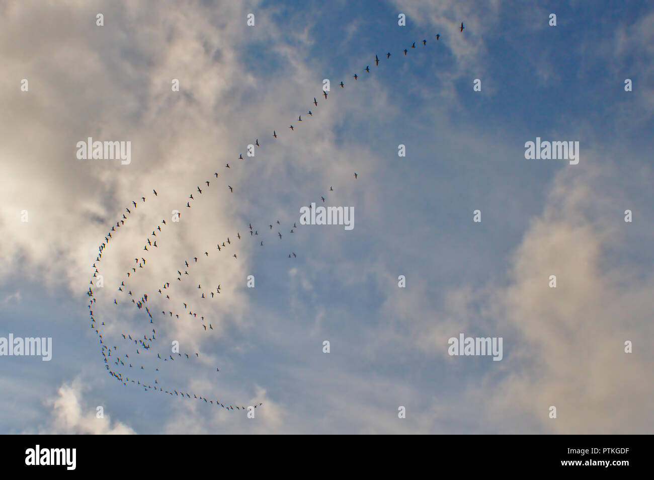 Birds prepare to leave in autumn. Gooses flying in triangle shaped ...