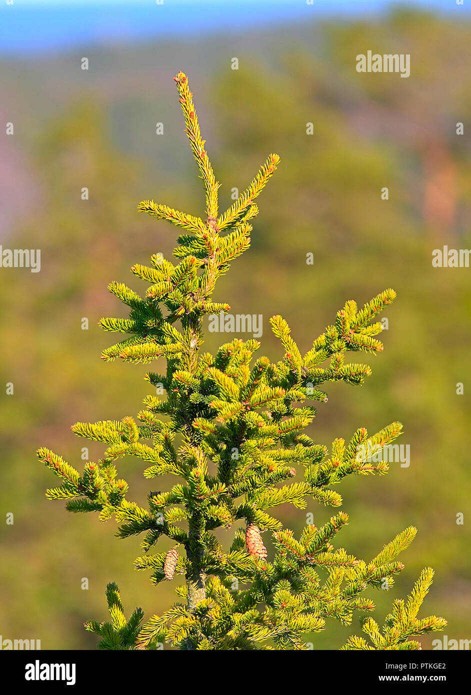 A top of evergreen tree with some cones hanging. Blurred green ...