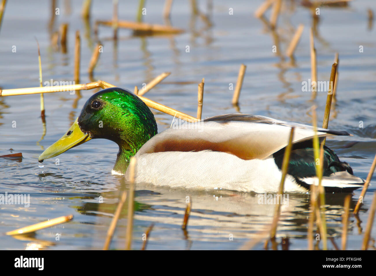 A male Mallard swimming on the water. Green feather on the head covered ...