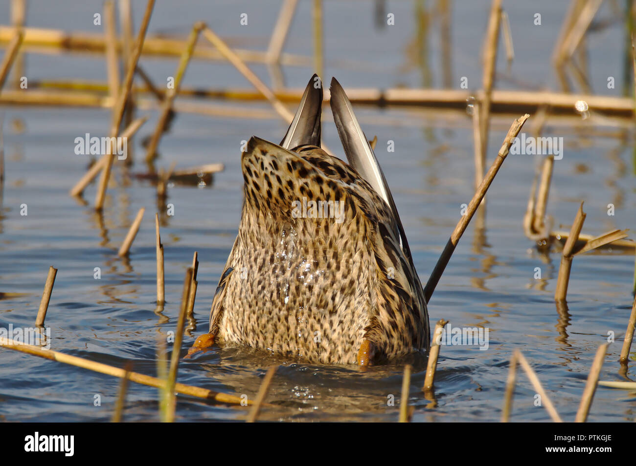 Diving Duck. A female Mallard diving on low water to look for food ...