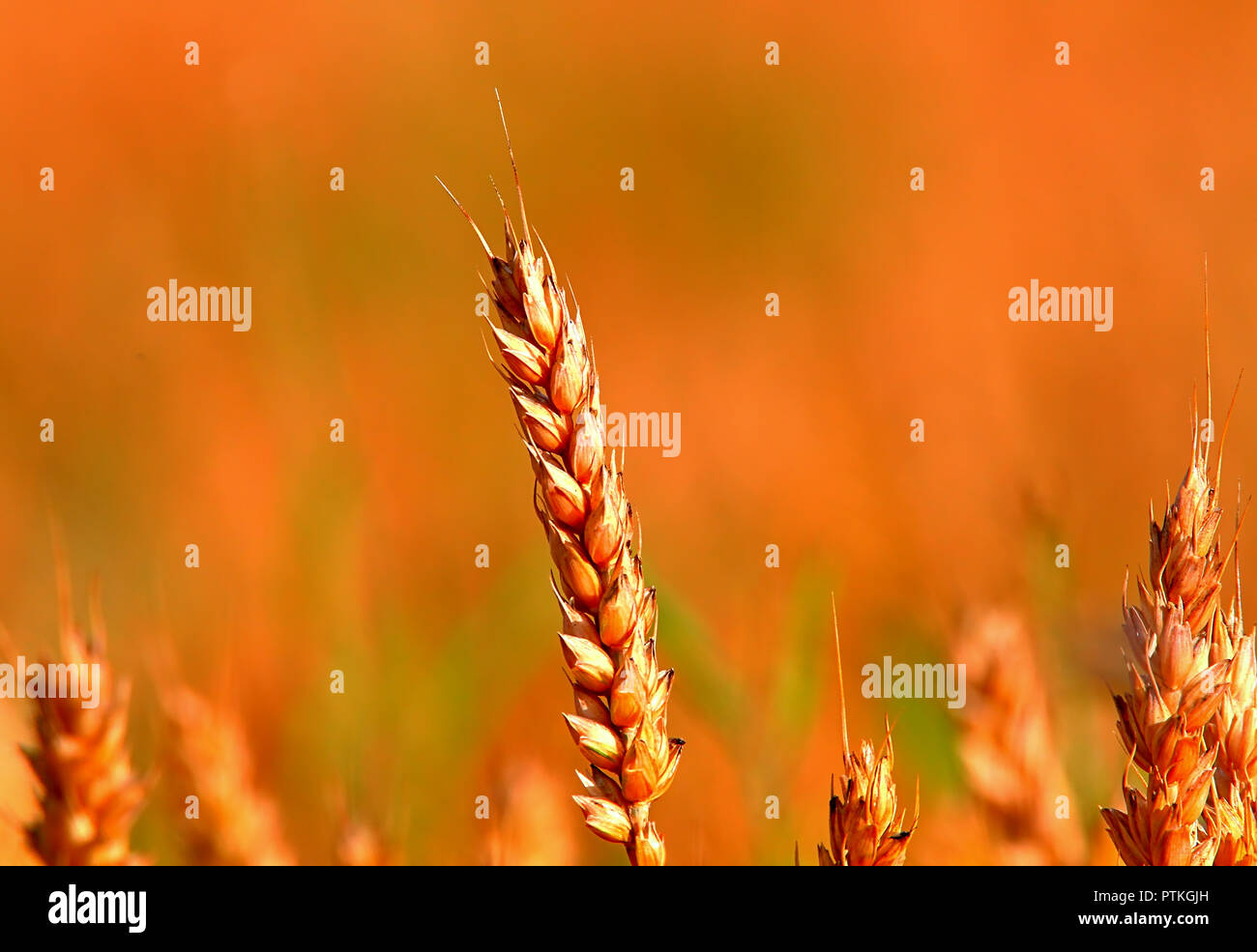 Golden crop field ready for making bread Stock Photo - Alamy