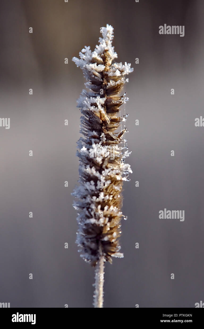 Frozen hay on a cold autumn morning. Isolated dark iced hay on a dark ...