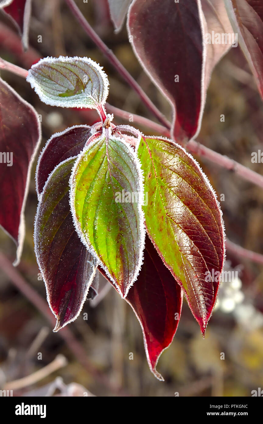 Group of colorful green and red leaves frozen from the edges during ...