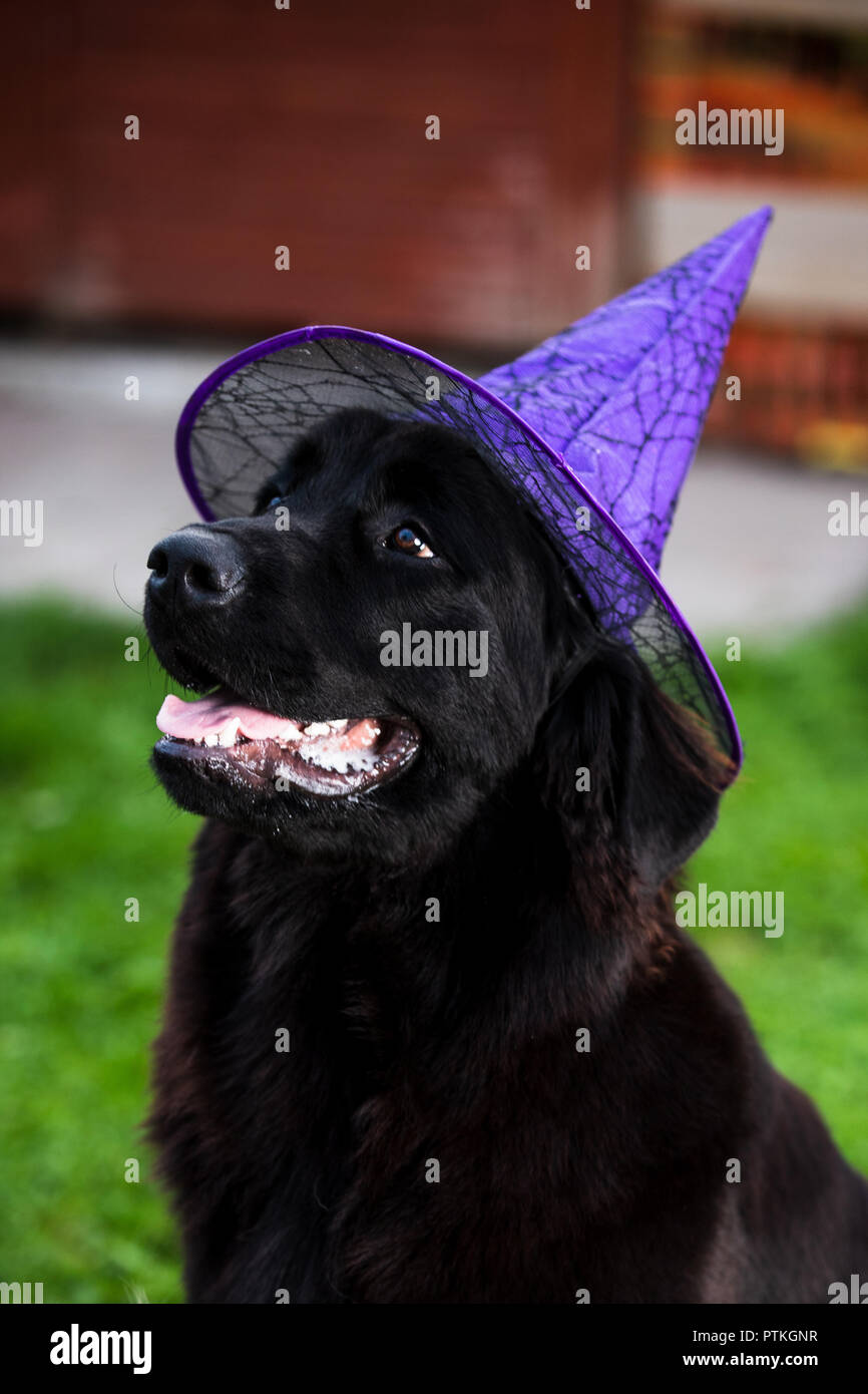 Purebred black newfoundland puppy with a witch purple hat sitting in ...