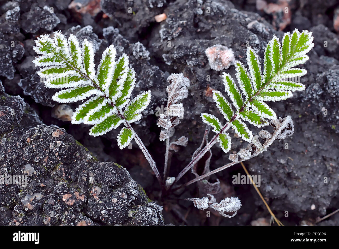 Frozen vegetable leaves after cold night hi-res stock photography and ...