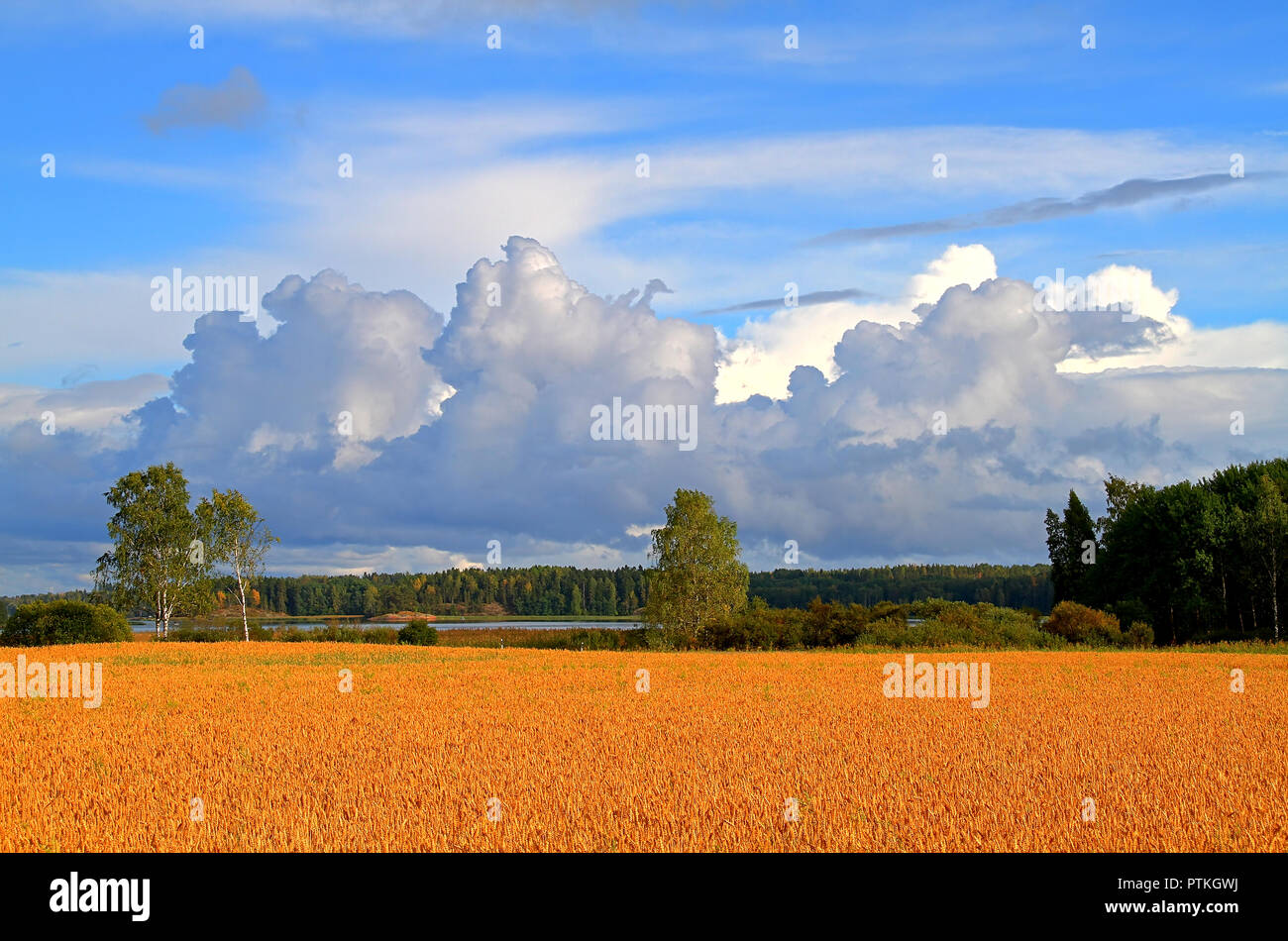 Golden crop field under the blue stormy autumn sky in Finland Stock ...