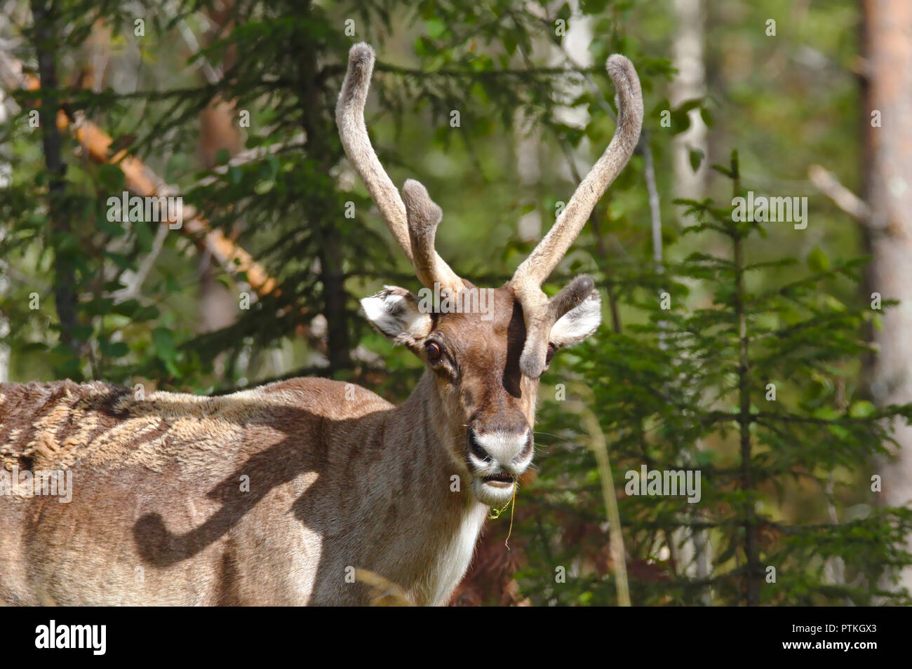 Reindeer mouth hi-res stock photography and images - Alamy