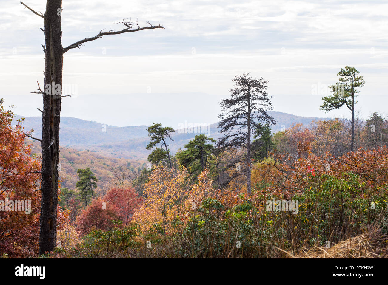 The Mountain Trees of Michaux State Forest in Pennsylvania in Fall ...