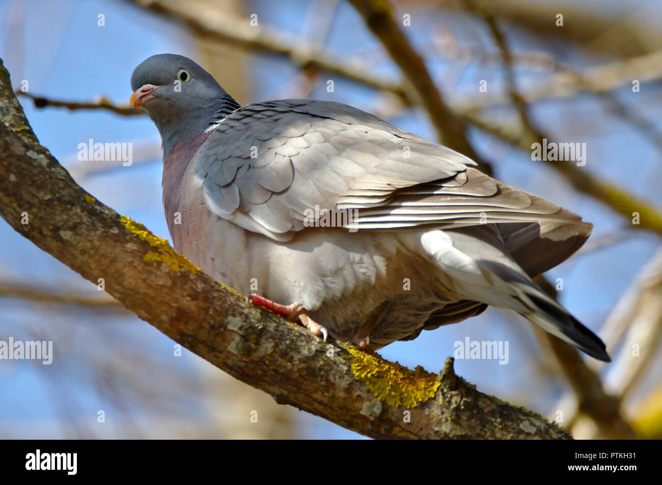 Pigeons sitting down hi-res stock photography and images - Alamy