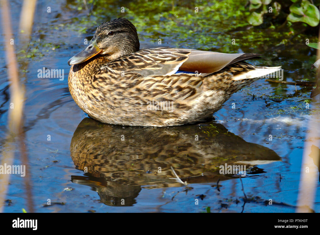 Female mallard duck chilling in the pond on a beautiful sunny day Stock ...