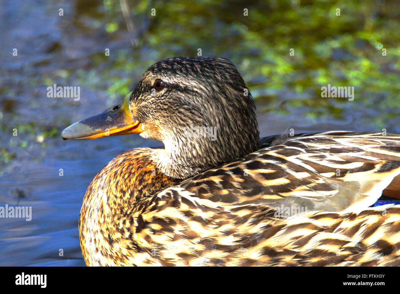Smiling face of a female Mallard enjoying sunny spring day in the pond ...