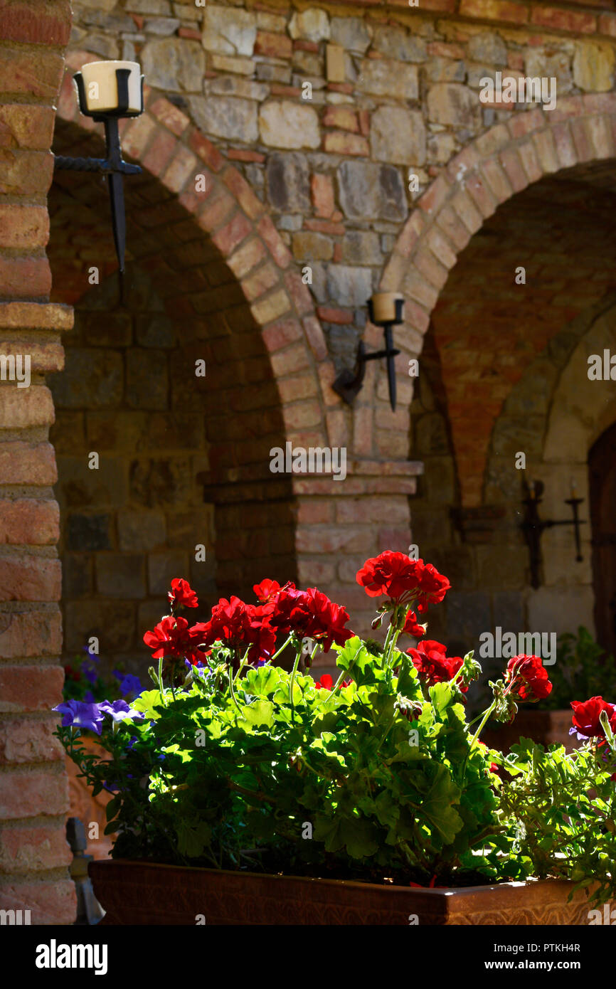 Petunia and geraniums hi-res stock photography and images - Alamy
