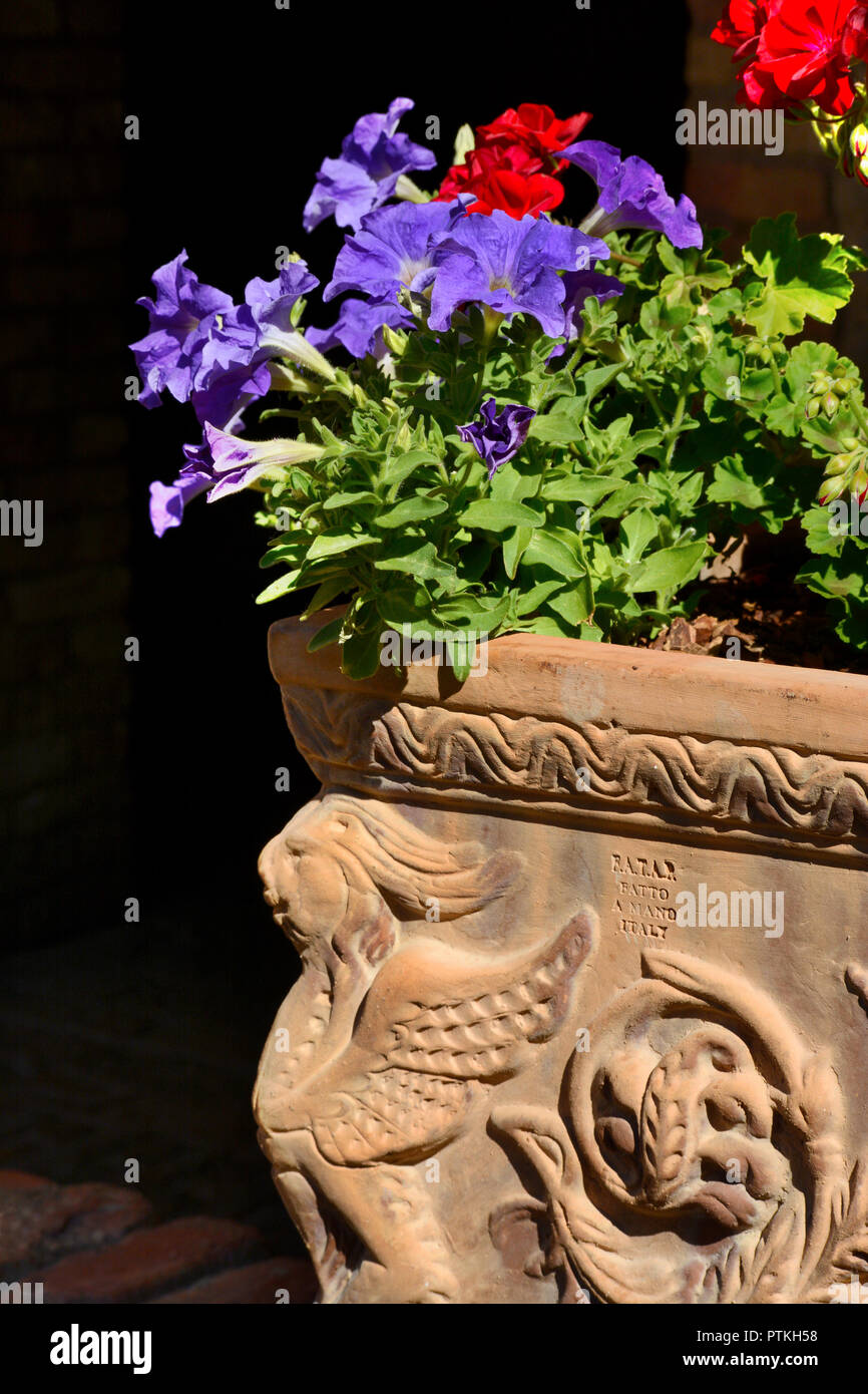 Petunia and geraniums hi-res stock photography and images - Alamy