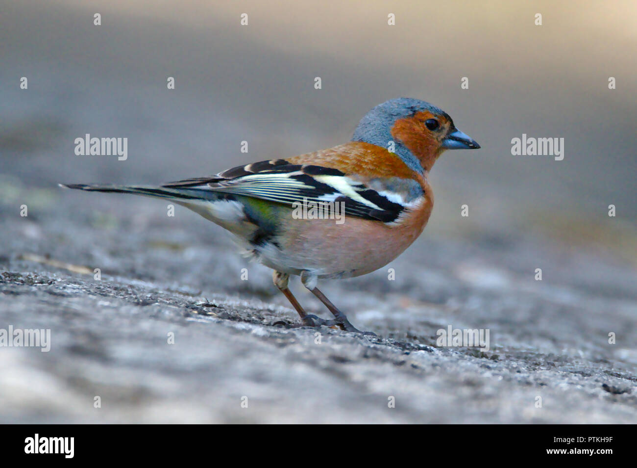 Colorful small bird with blue head, red body and black&white wings on ...
