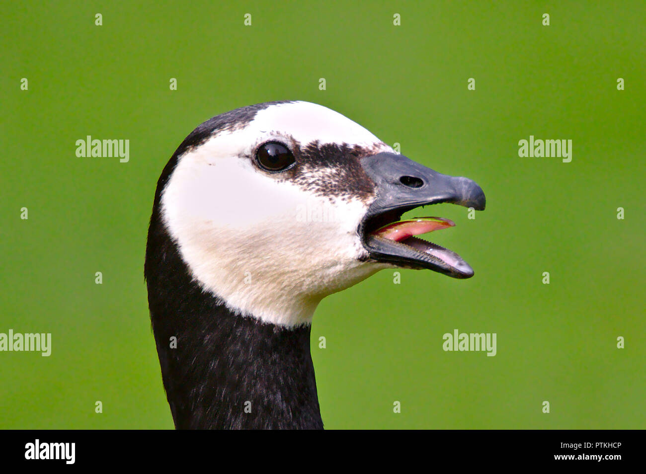 Close photo of screaming canadian goose with mouth open and tongue out ...