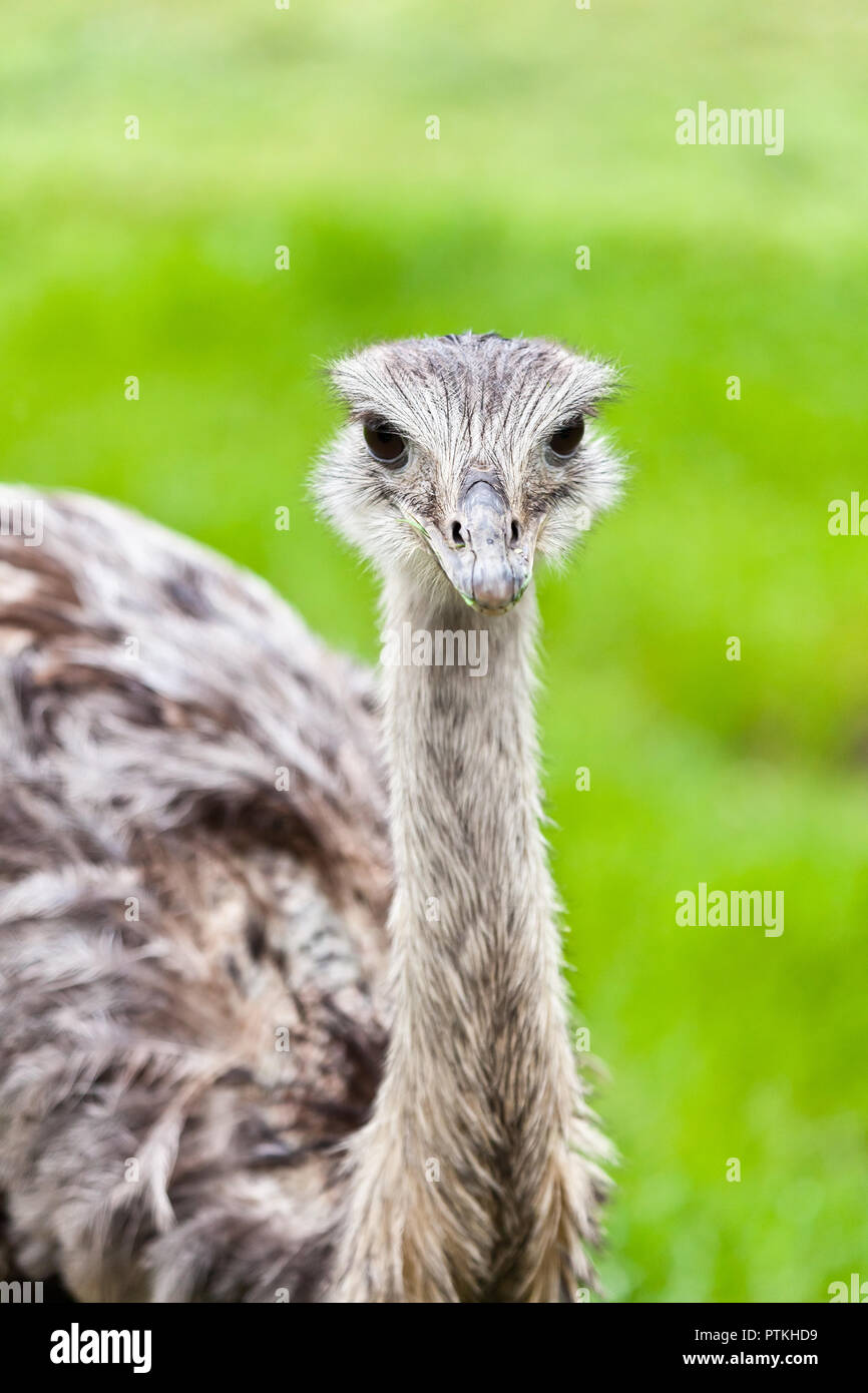 Closeup of a female ostrich in a grassy area looking straight at the ...