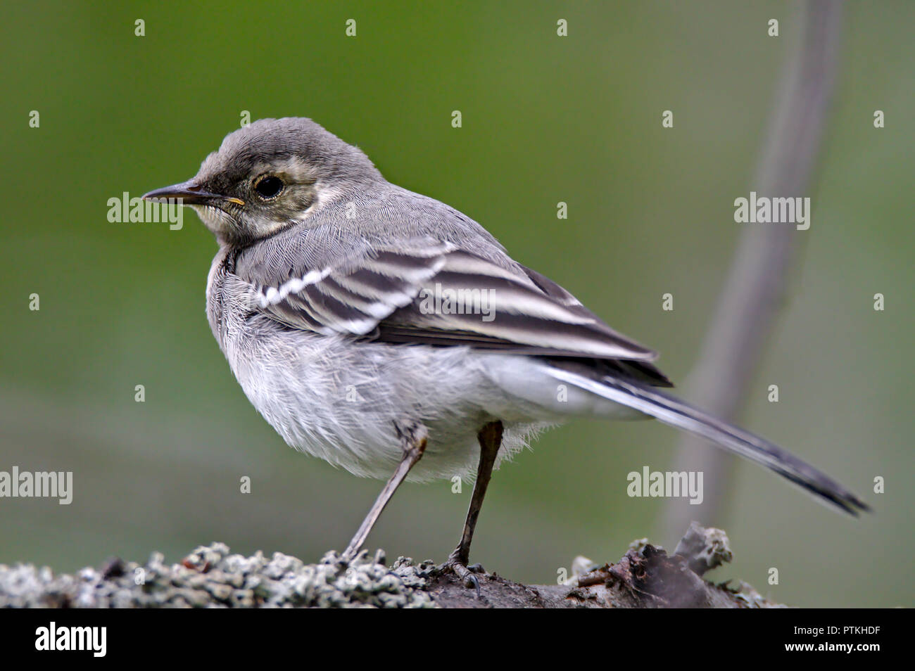 Small grey urban bird sitting on the branch Stock Photo - Alamy