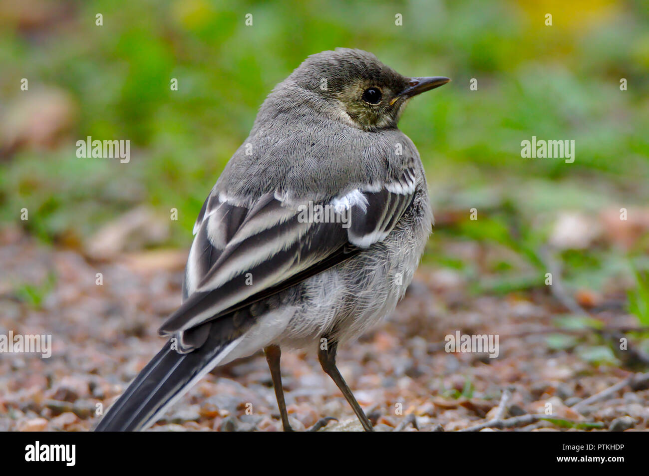 Cute small bird jumping around in the garden Stock Photo - Alamy
