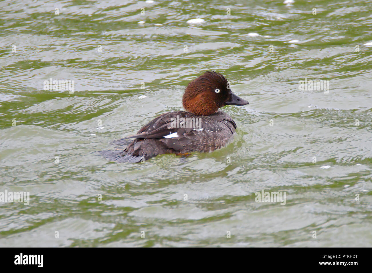 Brown common goldeneye swimming in the sea. Some water drops on the ...