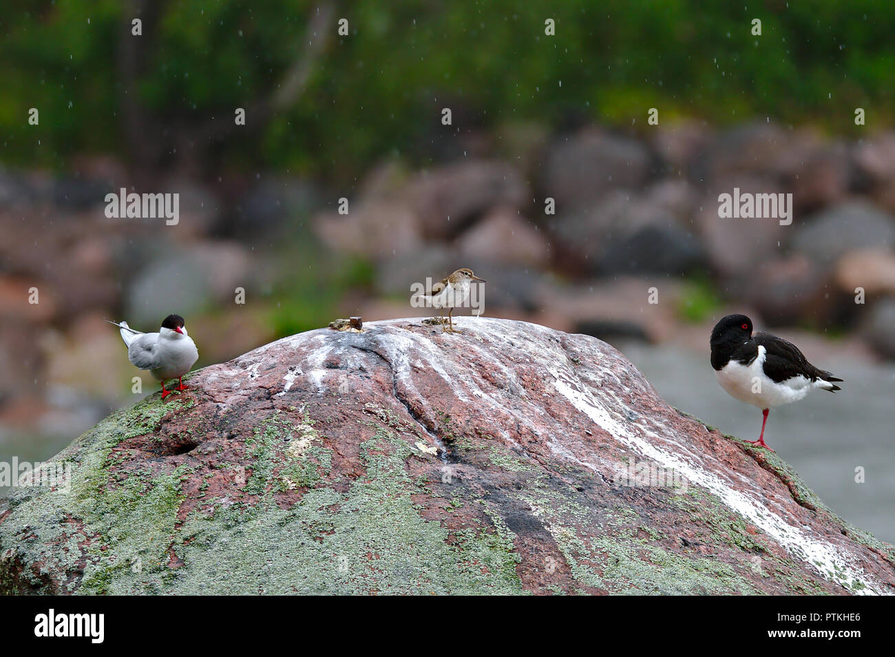 Different birds hi-res stock photography and images - Alamy