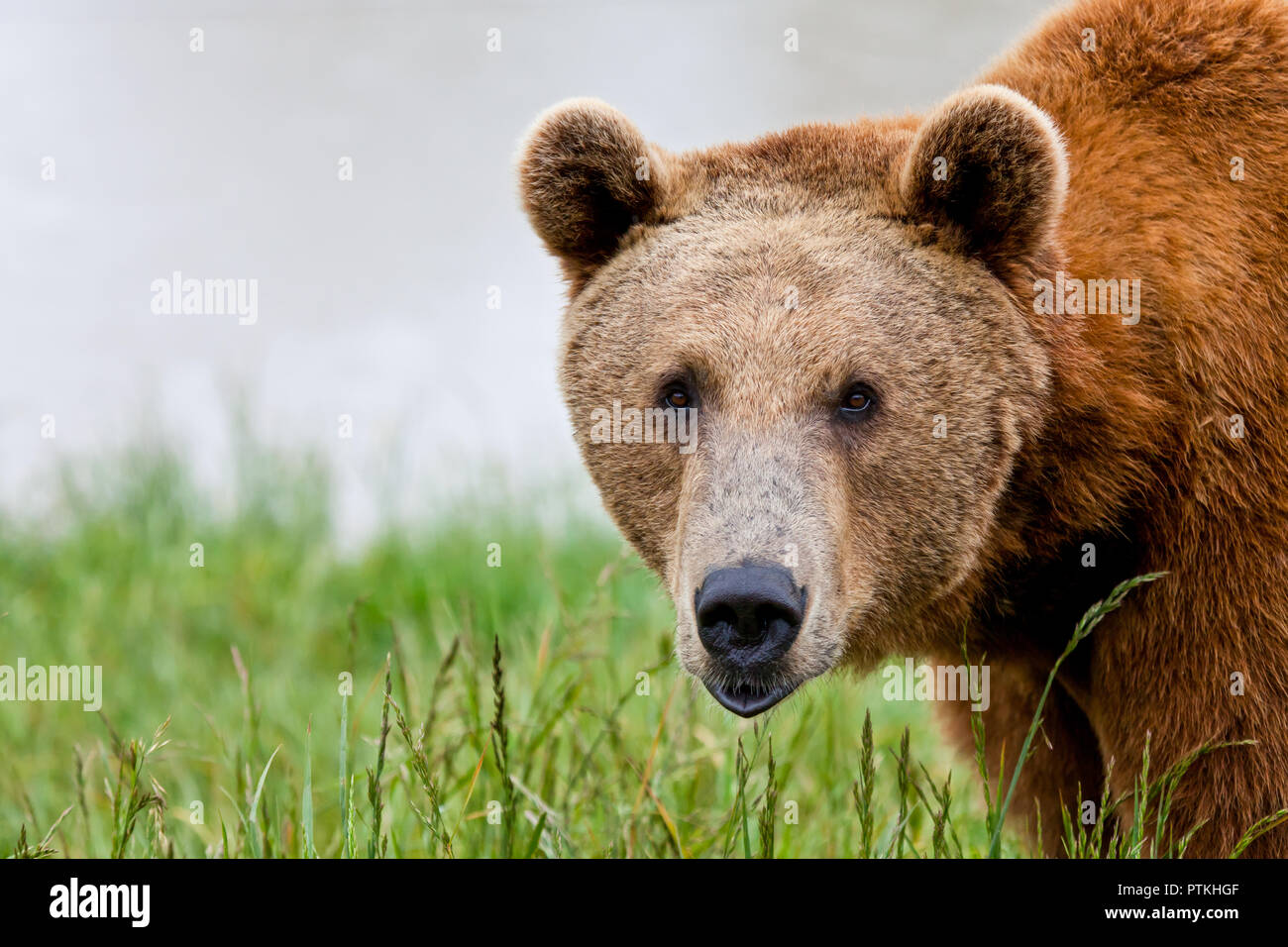 Bear claw close up hi-res stock photography and images - Alamy
