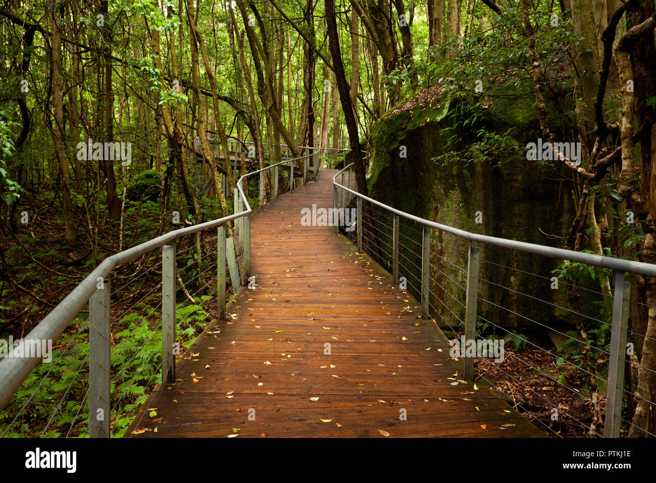 Wooden walkway in forest hi-res stock photography and images - Alamy