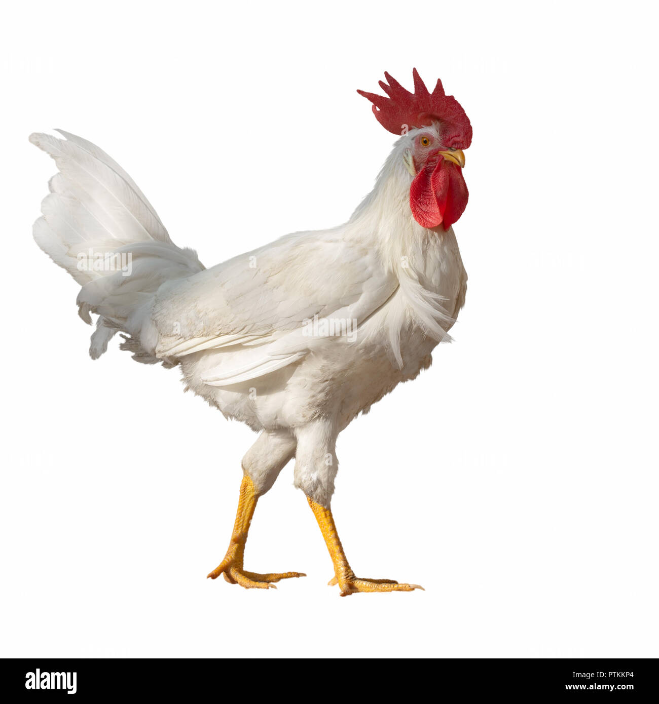 White rooster with a big red crest isolated on white background Stock ...