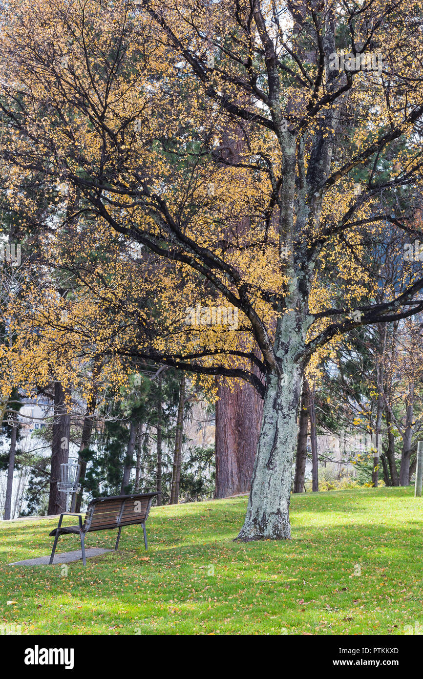 Empty park bench, Autumn, Queenstown Gardens NZ Stock Photo - Alamy