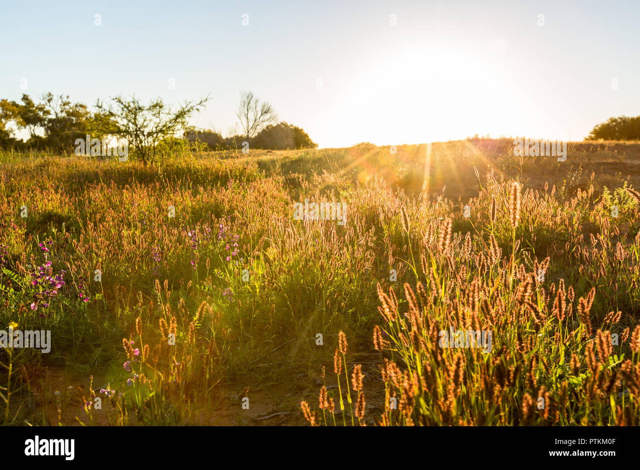 Morning sun lighting up the bush grasses in the outback western ...
