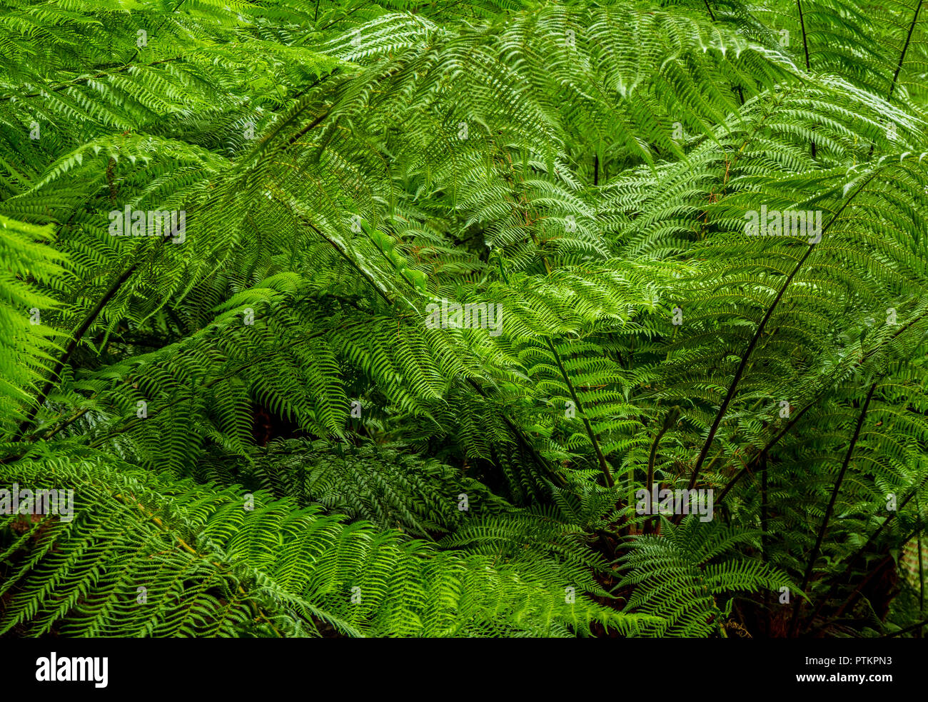 Deep green fern - amazing nature Stock Photo - Alamy