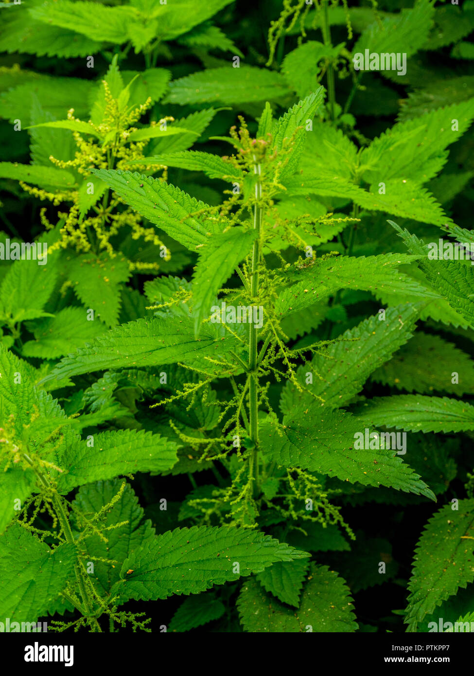 Stinging nettle - close up shot Stock Photo - Alamy