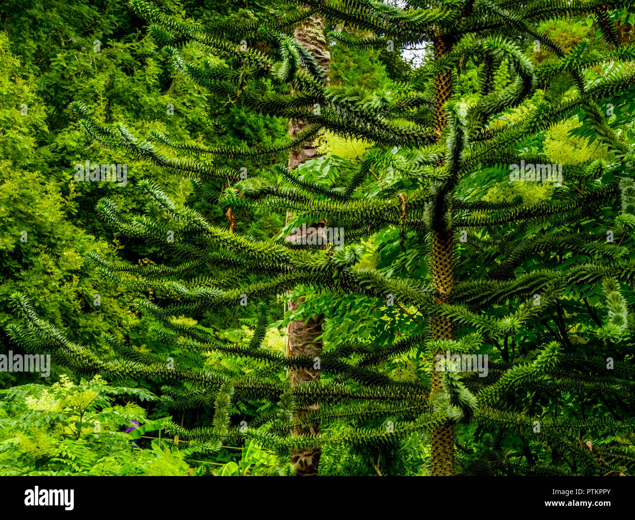 Amazing vegetation in a jungle forest Stock Photo - Alamy