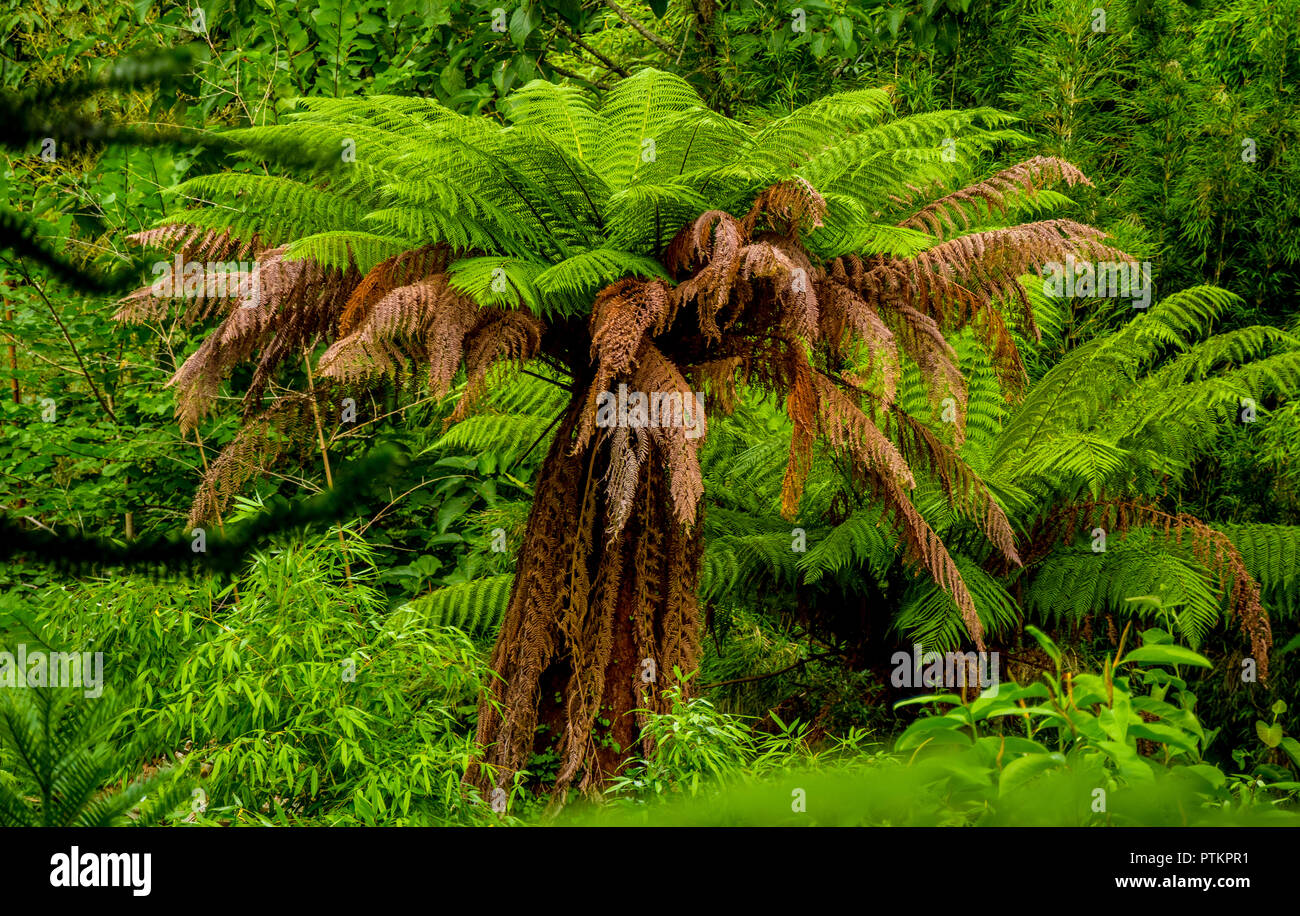 Amazing vegetation in a jungle forest Stock Photo - Alamy