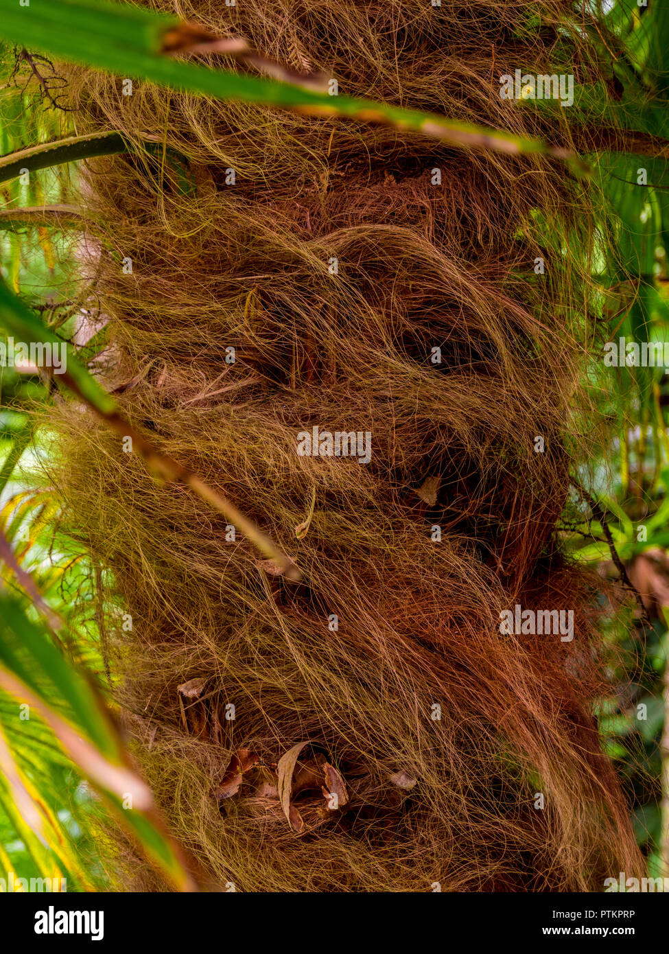 Amazing trees - vegetation in a jungle forest Stock Photo - Alamy