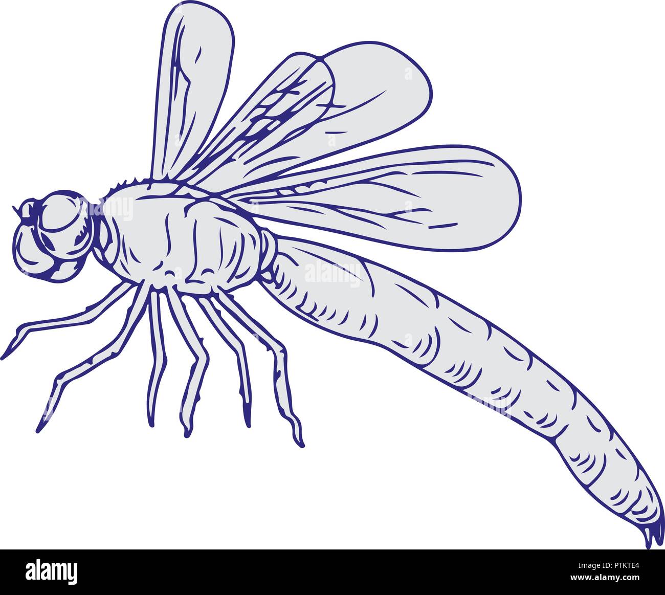 Dragonfly side view Stock Vector Images - Alamy