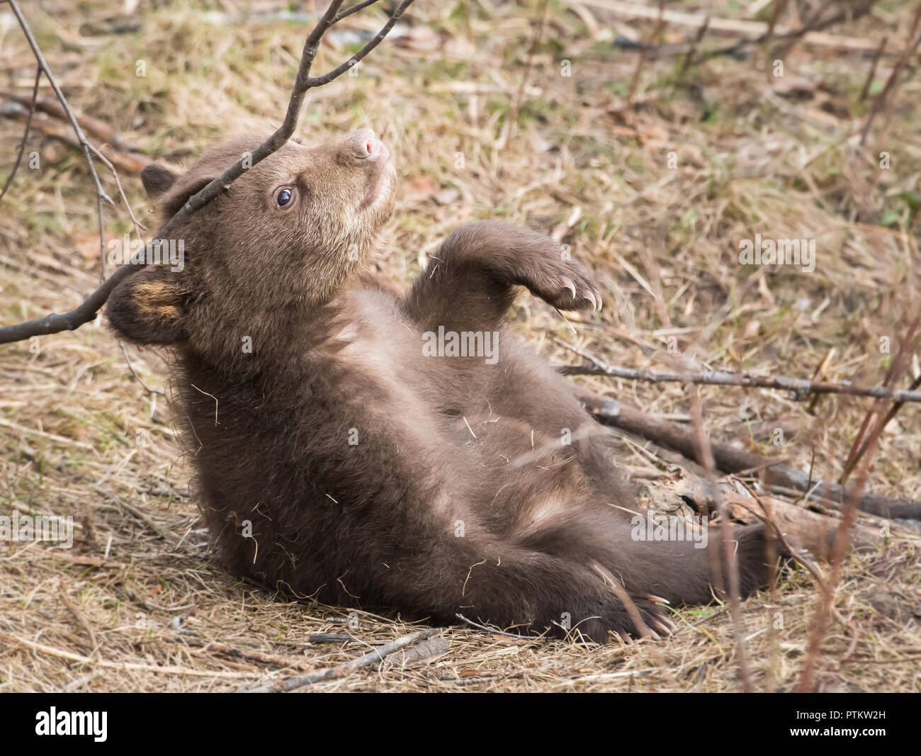 Black bear cub in the wilderness Stock Photo - Alamy