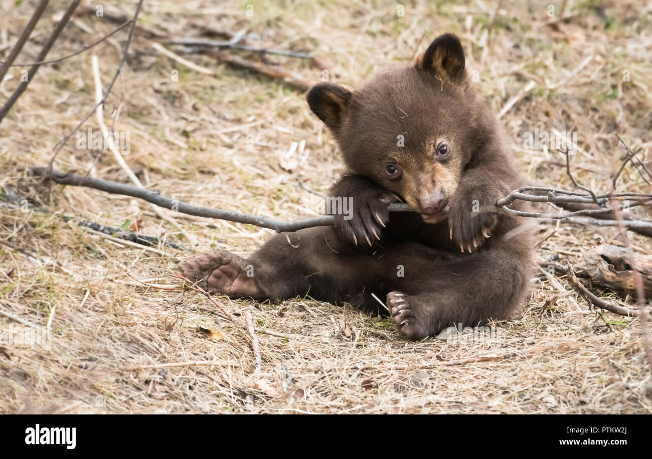 Black bear cub in the wilderness Stock Photo - Alamy