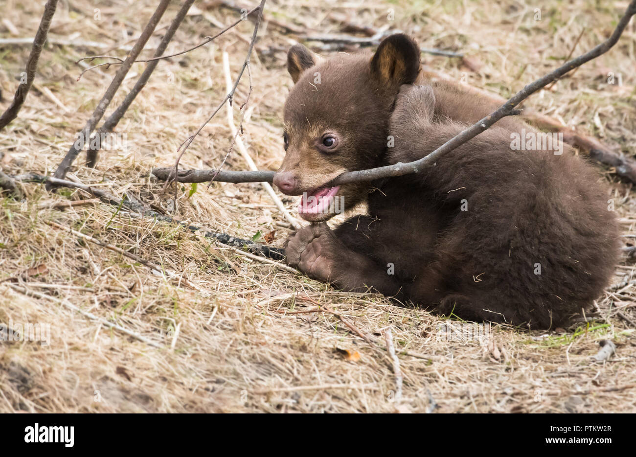 Black bear cub in the wilderness Stock Photo - Alamy