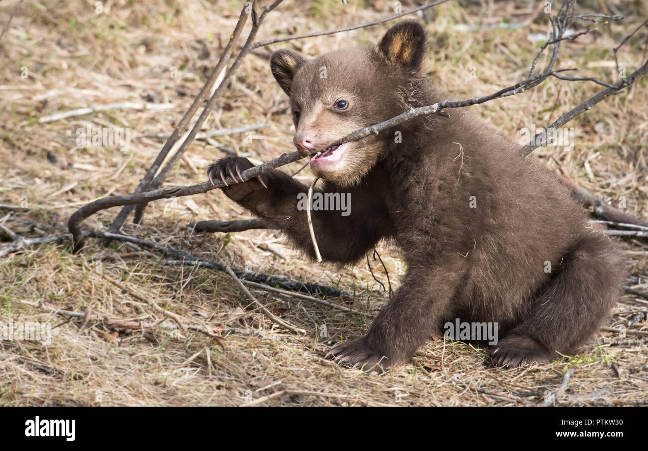 Black bear cub in the wilderness Stock Photo - Alamy