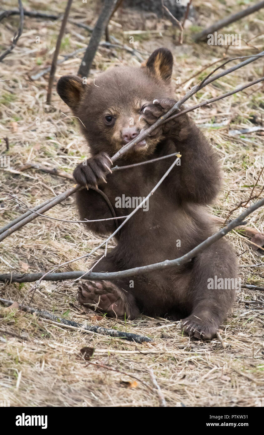 Black bear cub in the wilderness Stock Photo - Alamy