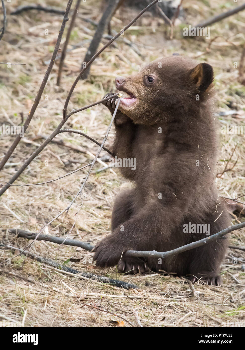 Black bear cub in the wilderness Stock Photo - Alamy