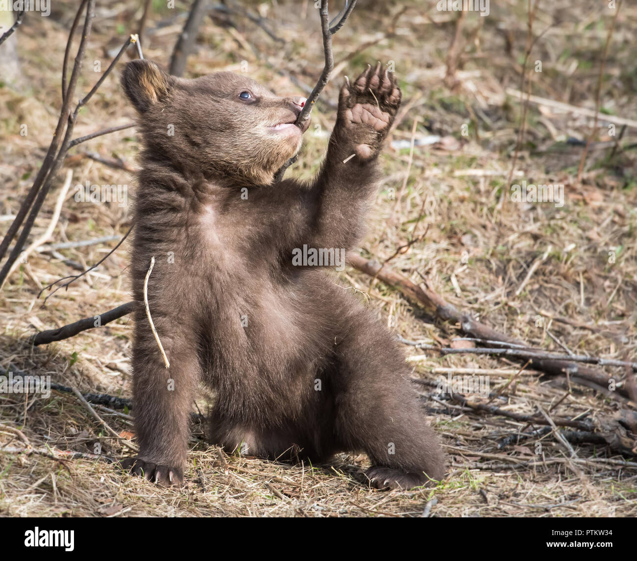 Black bear cub in the wilderness Stock Photo - Alamy