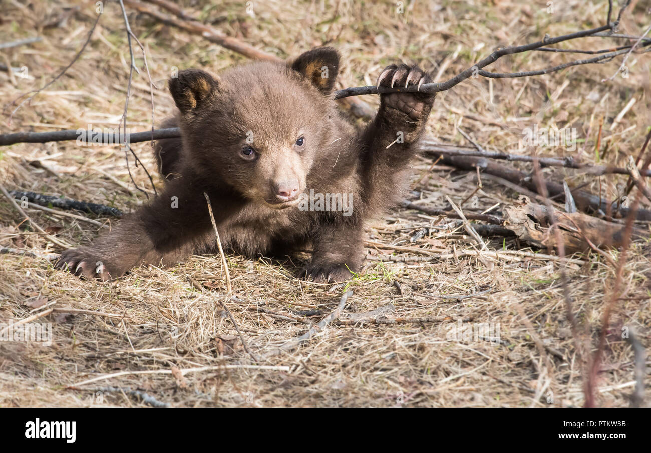 Black bear cub in the wilderness Stock Photo - Alamy
