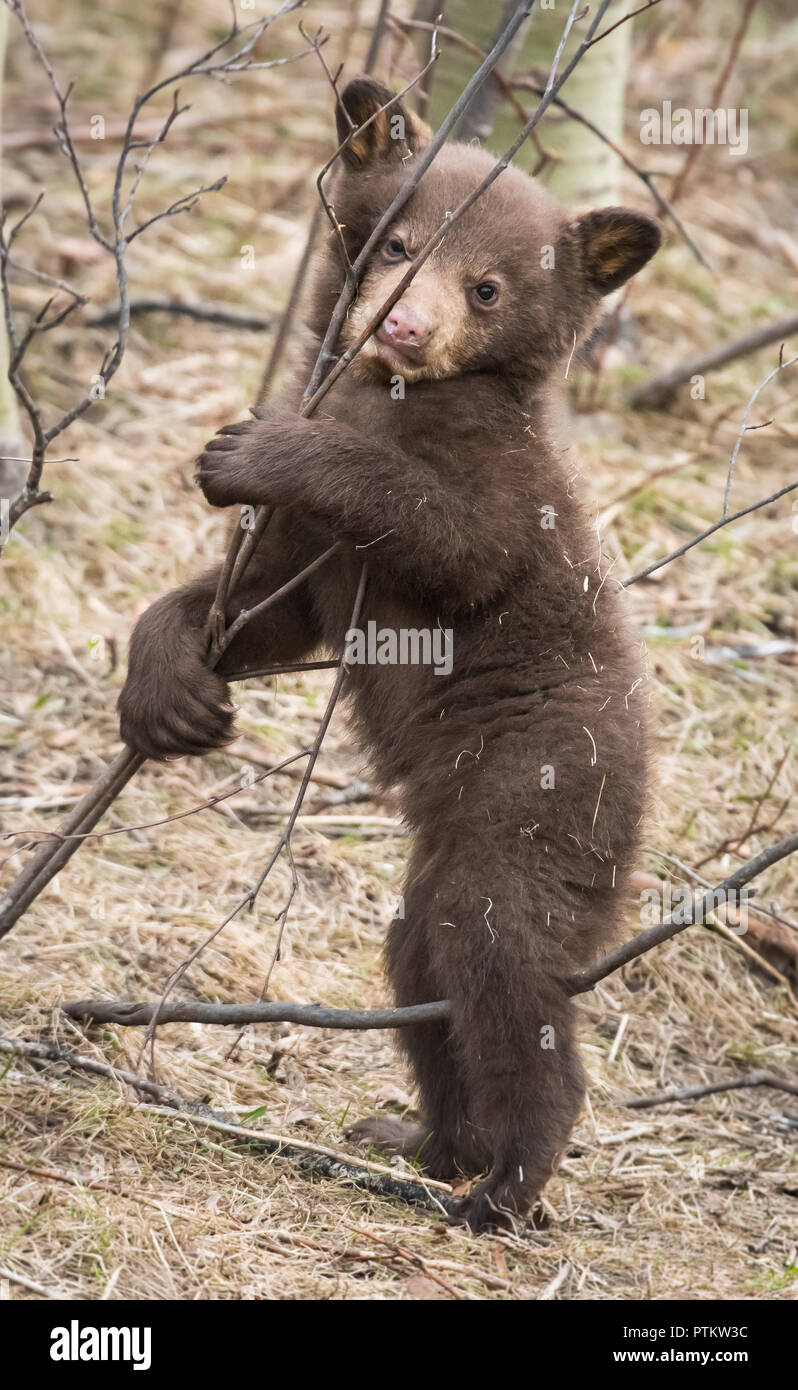 Black bear cub in the wilderness Stock Photo - Alamy